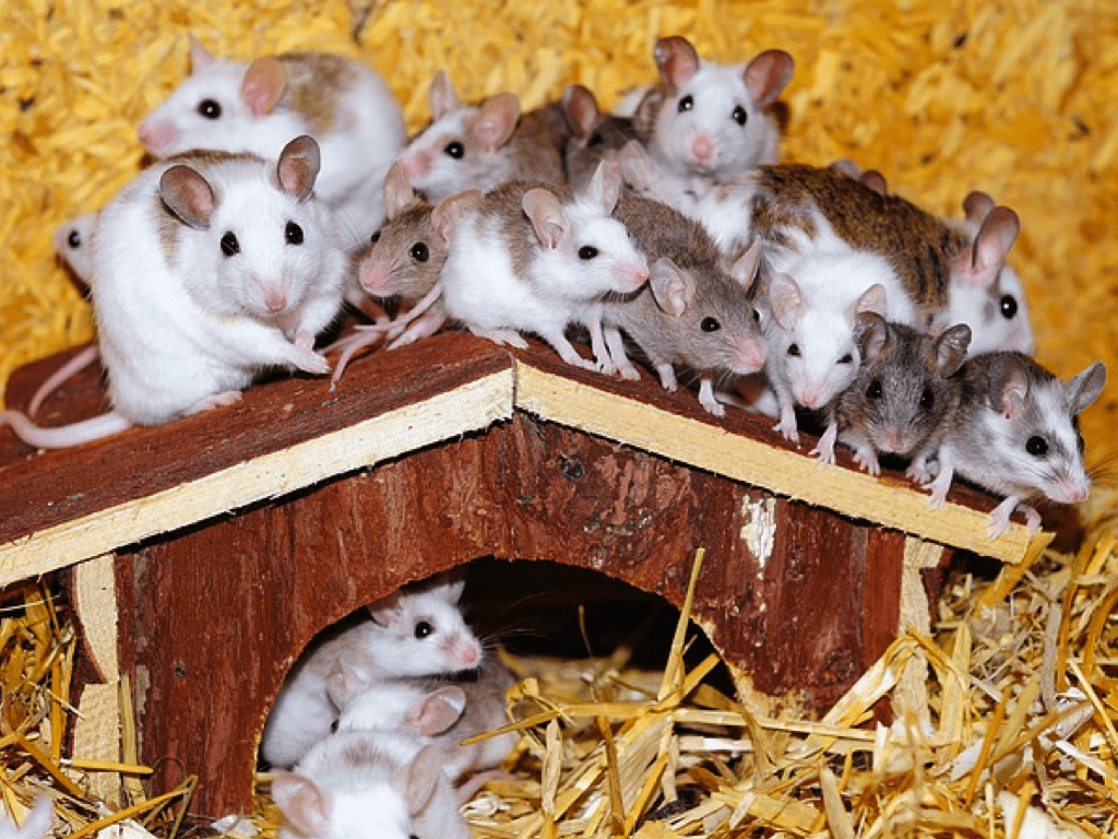 Too Many Mice! | MathPickle