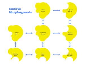 Embryo Morphogenesis (pattern discovery) | MathPickle