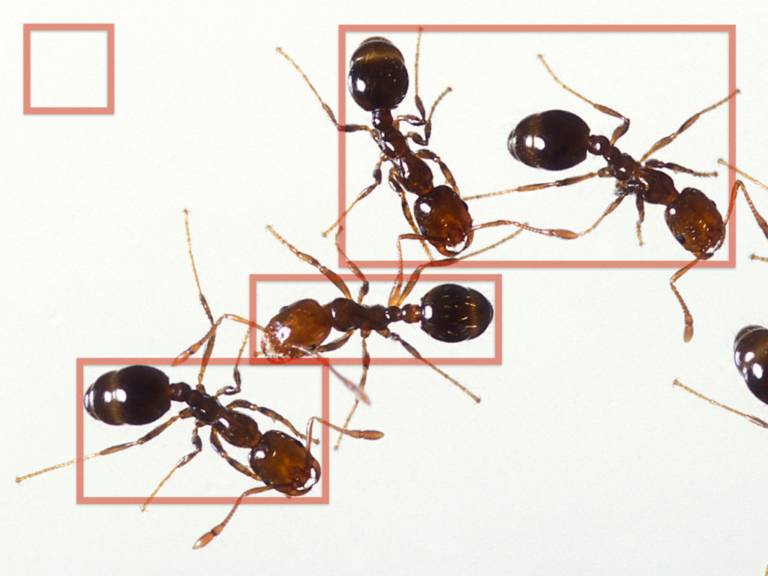 Ninja Bed Bugs (multiplication) | MathPickle