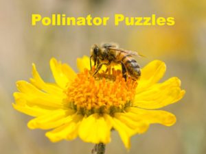 Pollinator Puzzles (multiplication, division) | MathPickle